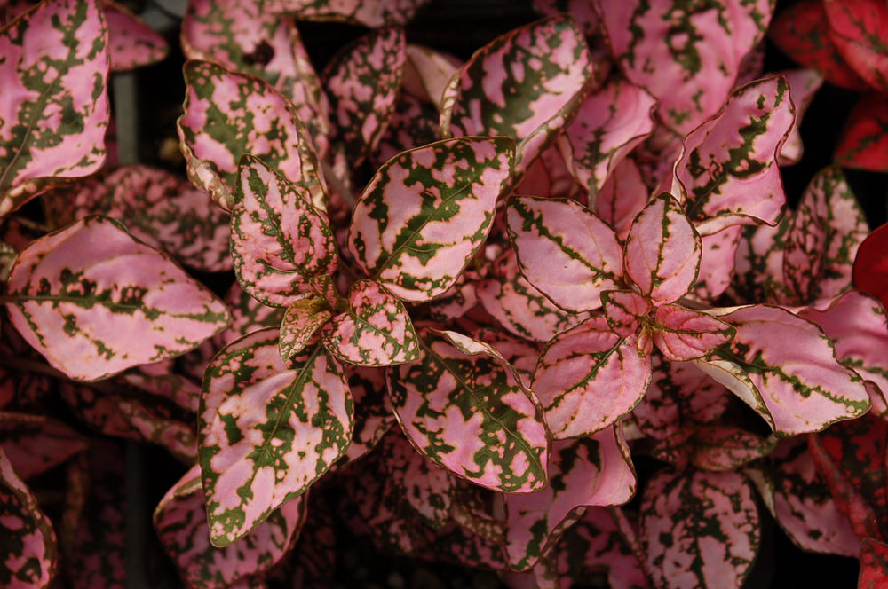 Hypoestes phyllostachya ‘Splash Select’ (Polka Dot Plant)