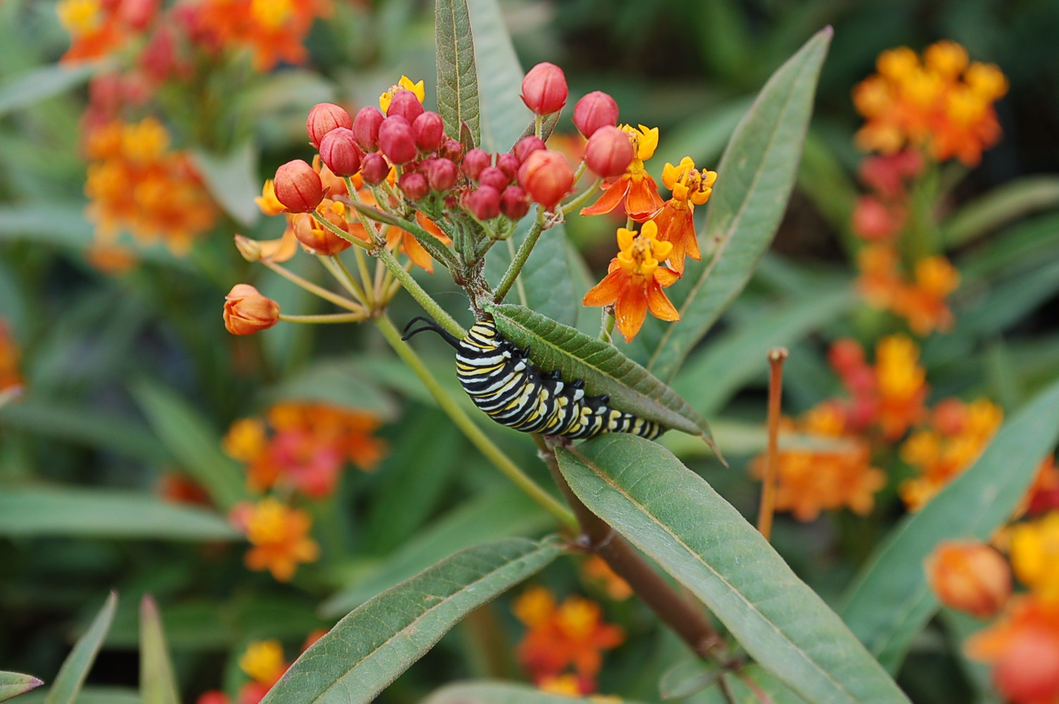 Asclepias curassavica (Tropical Milkweed)