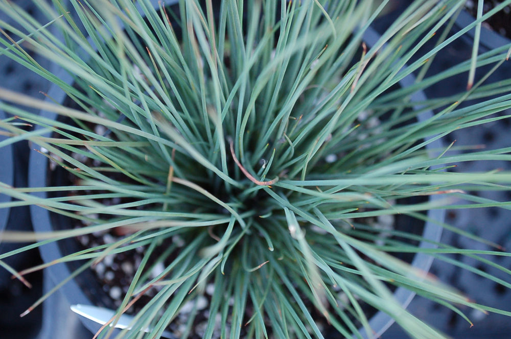 Juncus tenuis ‘Blue Darts’ (Common Rush)