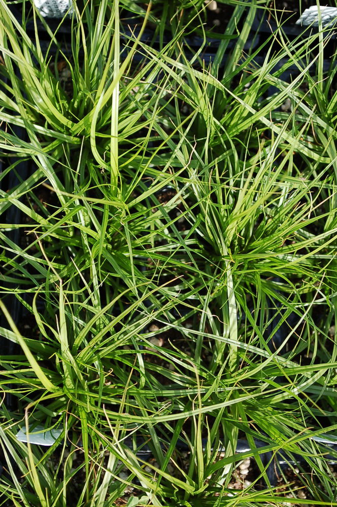Carex praegracilis – California Field Sedge, Clustered Field Sedge