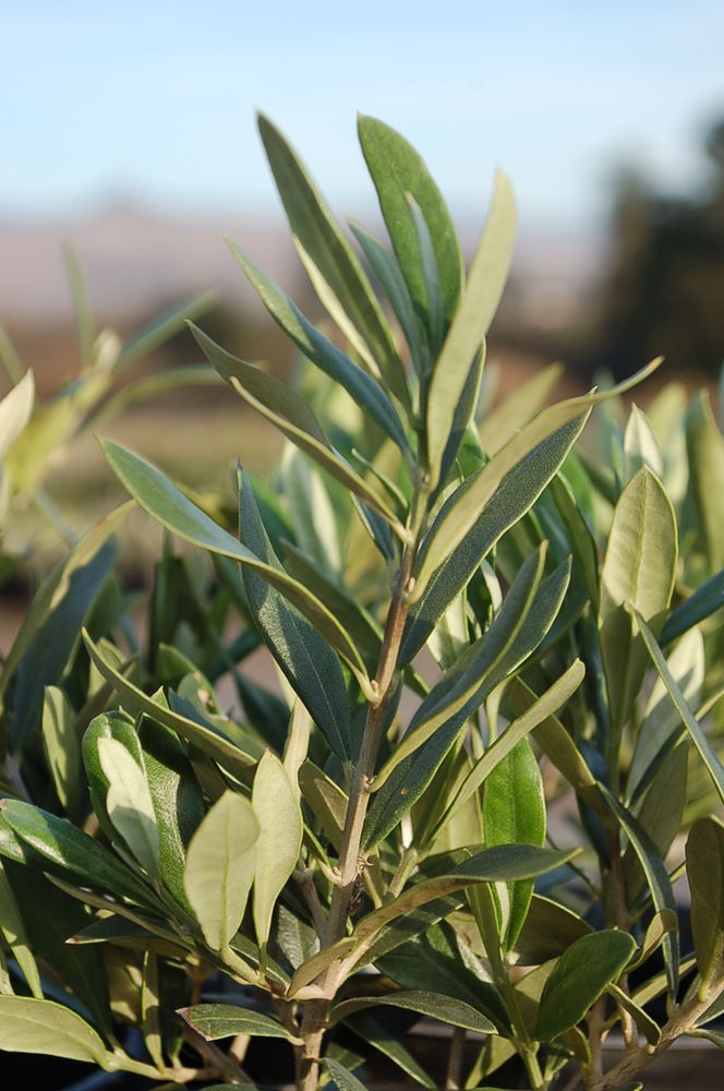 Olea europaea compacta