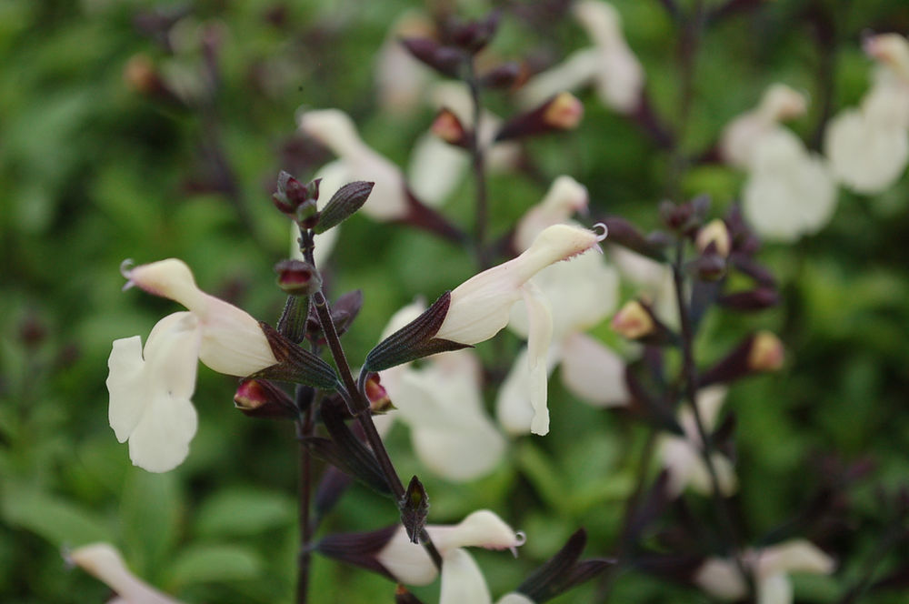 Salvia microphylla x greggii ‘Heatwave™ Glimmer’