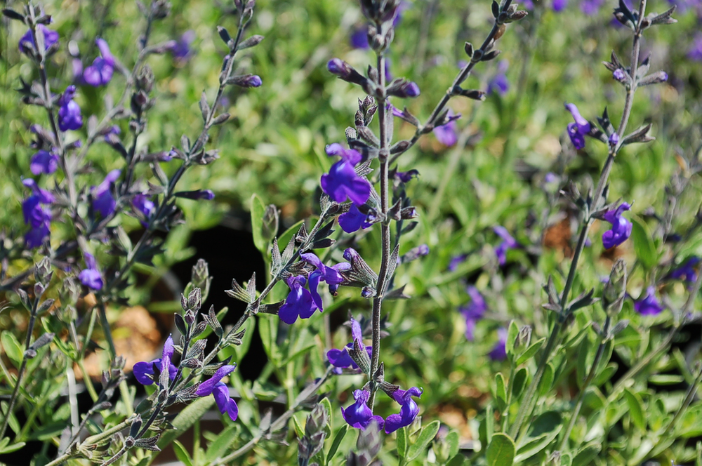 Salvia greggii ‘Blue Note’ (Autumn Sage)