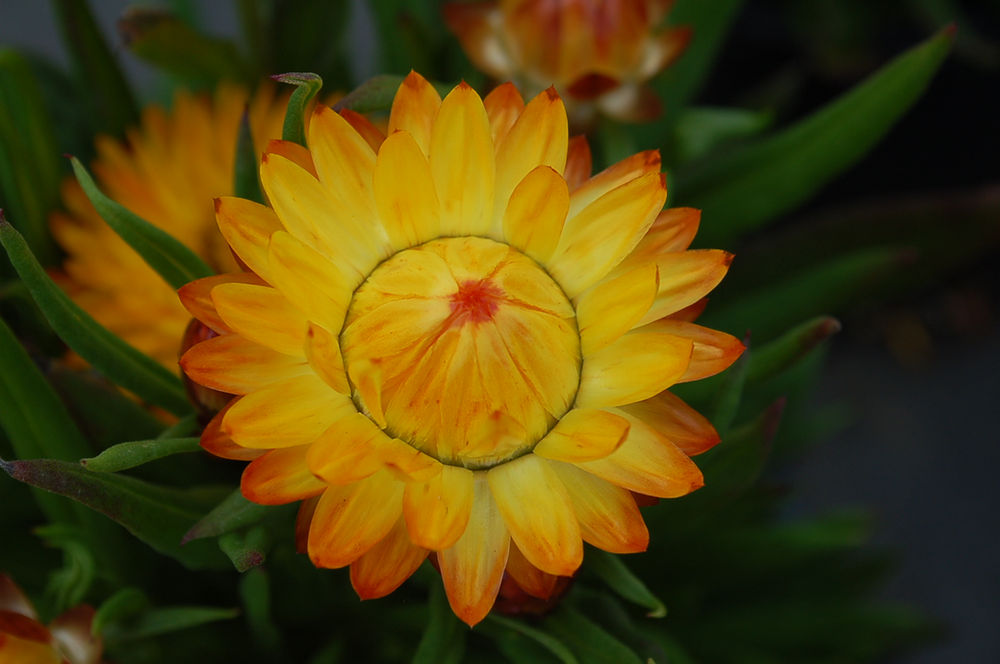 Bracteantha bractea ‘Cottage Yellow’ (Strawflower)