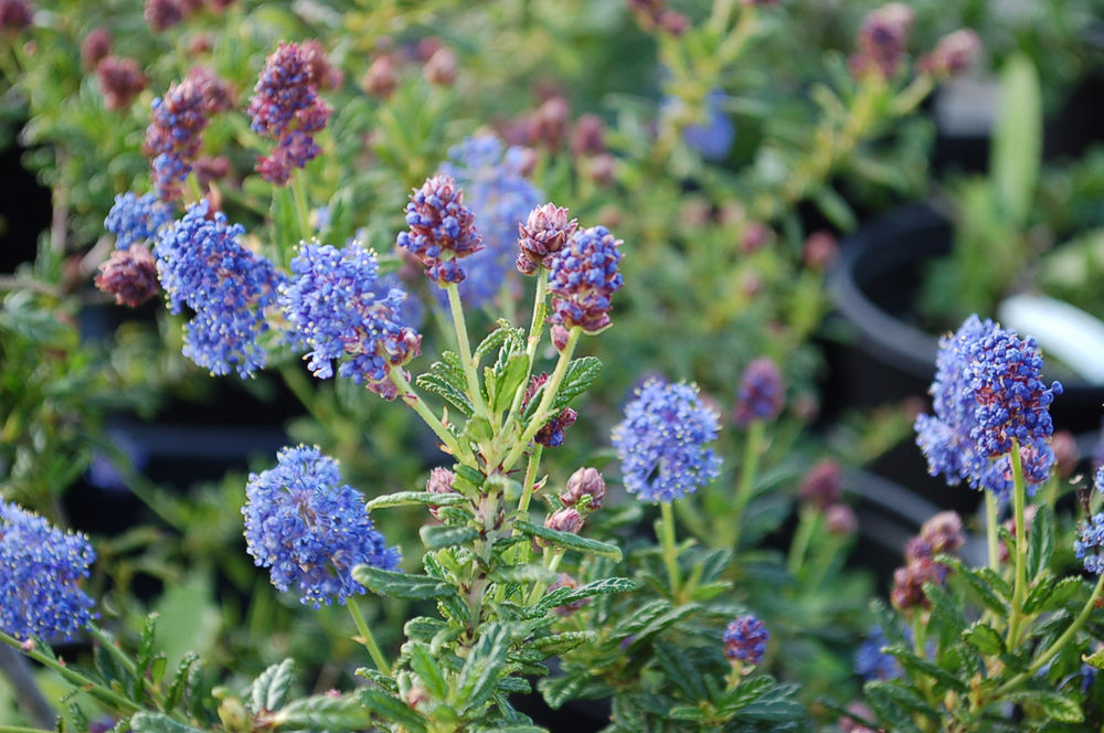 Ceanothus ‘Concha’ (California Lilac)