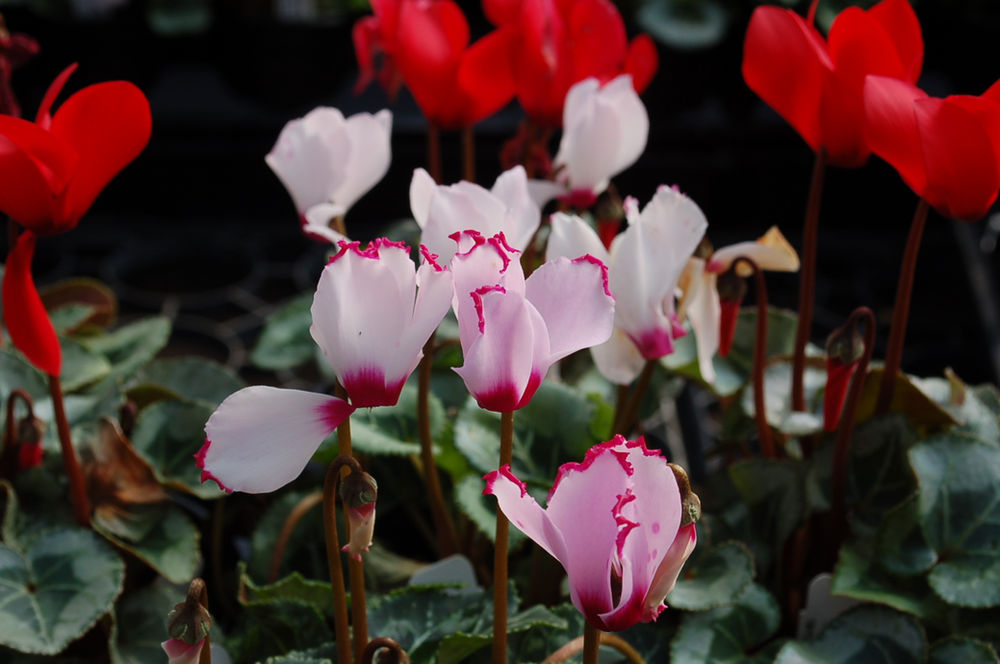 Cyclamen Persicum