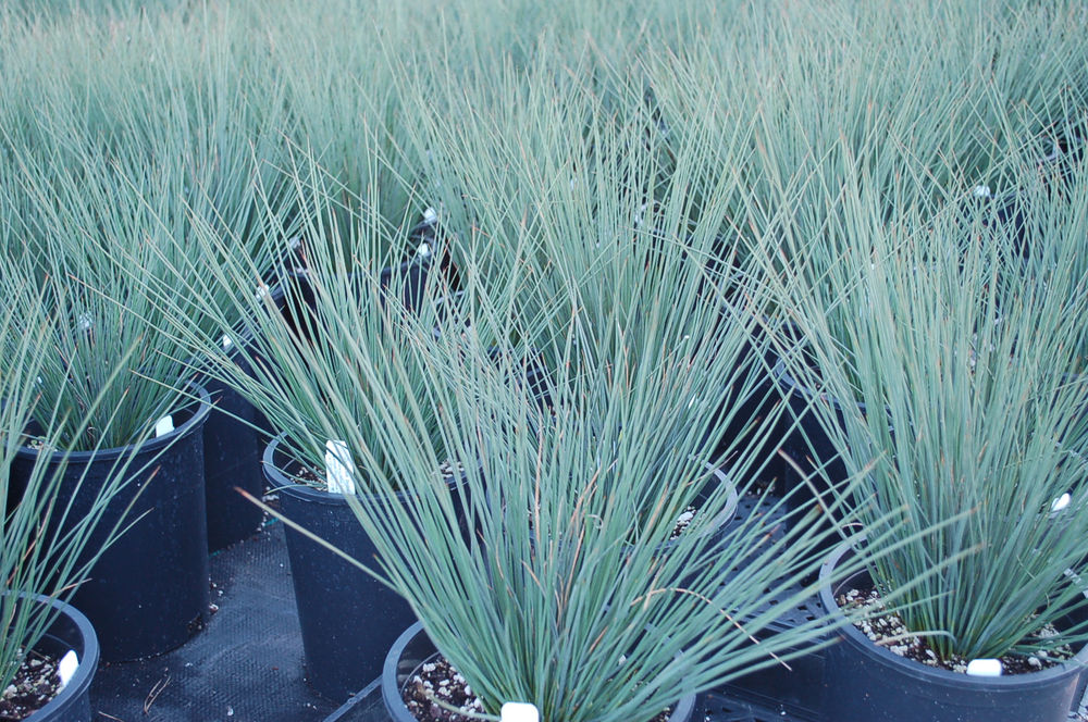 Juncus tenuis ‘Blue Darts’ (Common Rush)