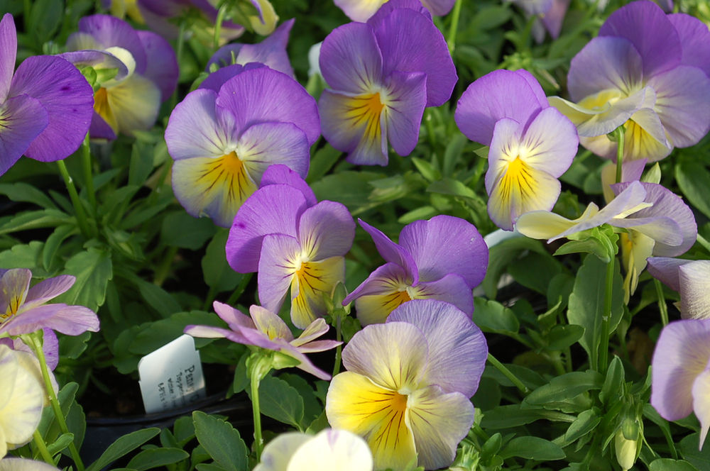 Pansy ‘Cool Wave®’ Spreading (Viola x wittrockiana)