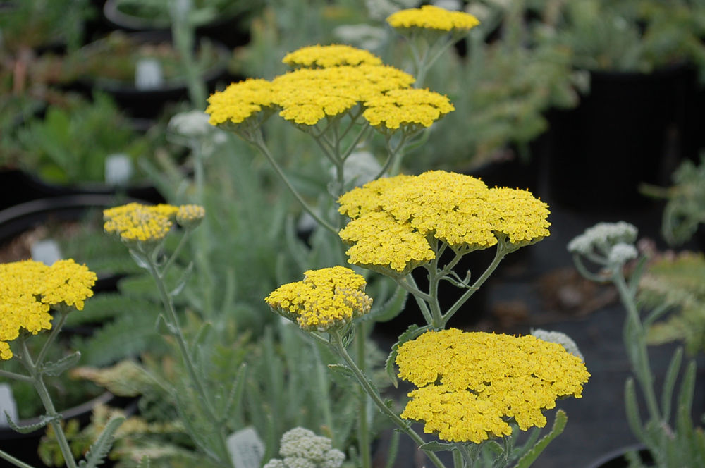 Achillea x ‘Moonshine’ (Yellow Yarrow)