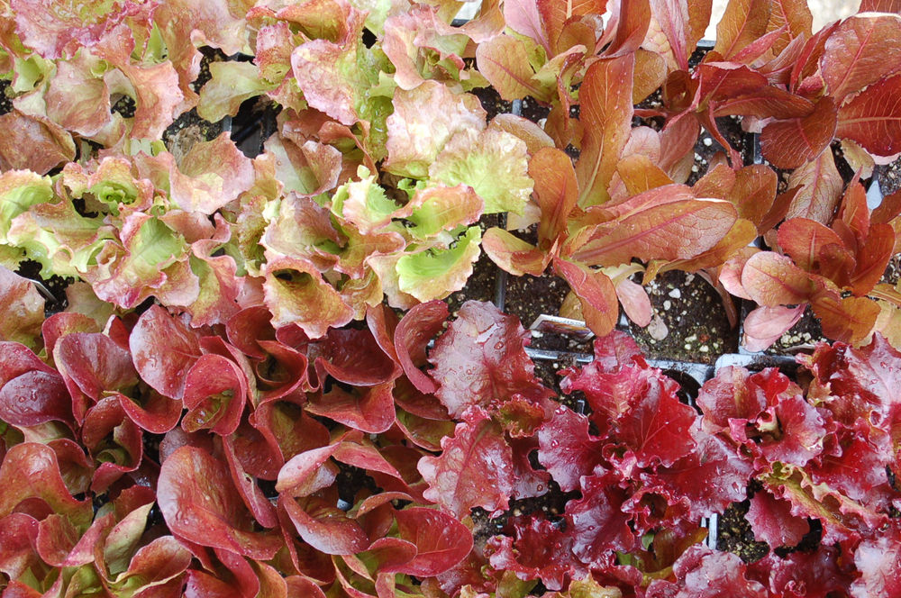 Lettuce Red-leaf Varieties