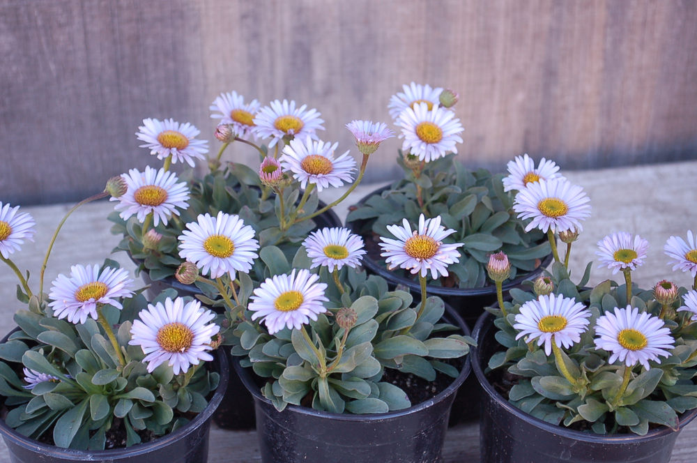 Erigeron glaucus ‘W.R.’ (Wayne Roderick)