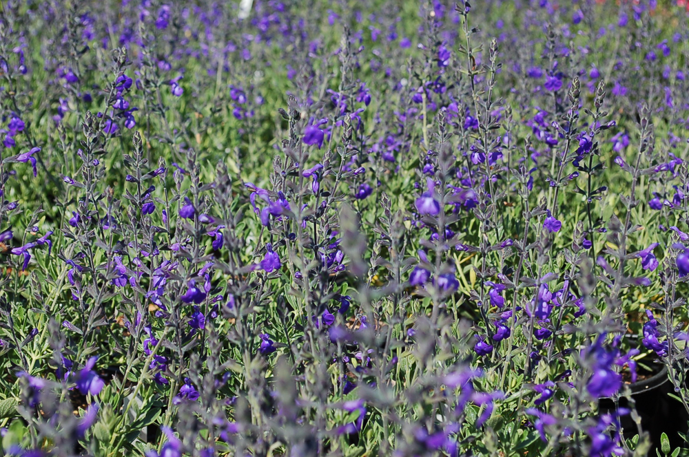 Salvia greggii ‘Blue Note’ (Autumn Sage)
