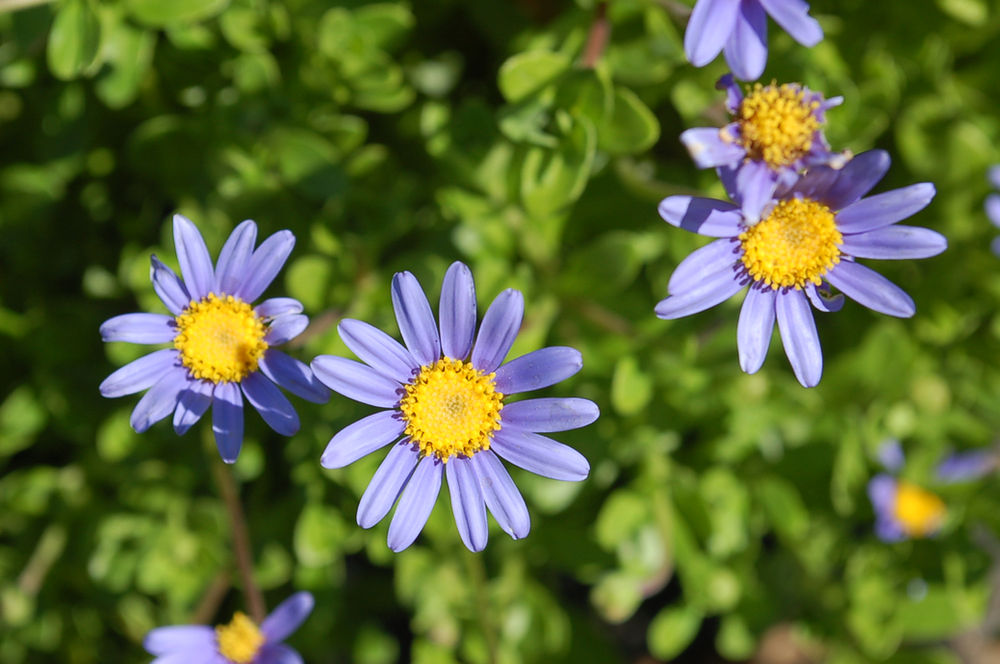 Felicia amelloides ‘San Gabriel’