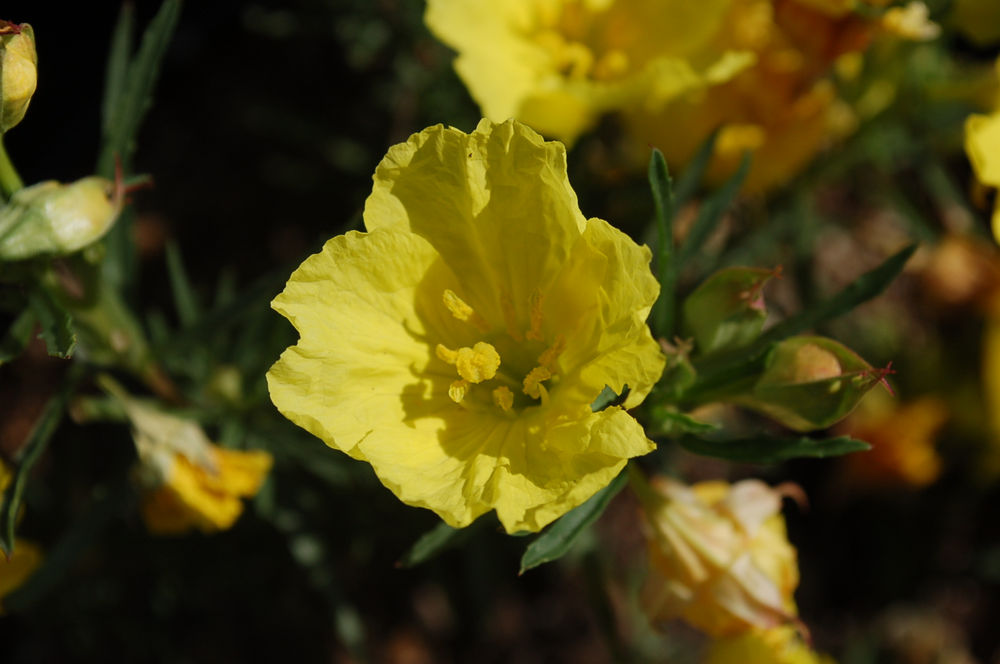 Calylophus drummondianus