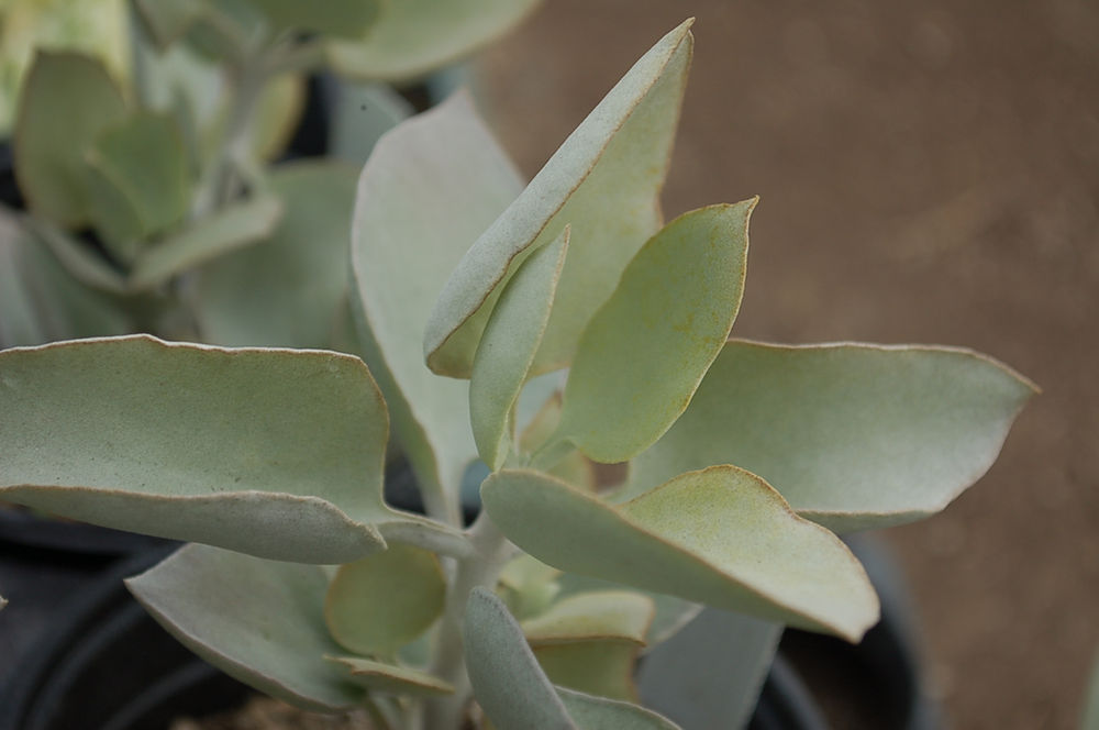Kalanchoe hildebrandtii ‘Silver Teaspoons’