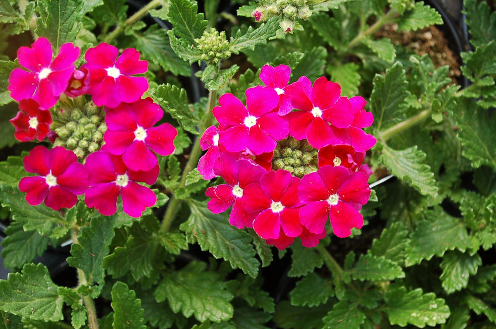 Verbena Firehouse™ Series
