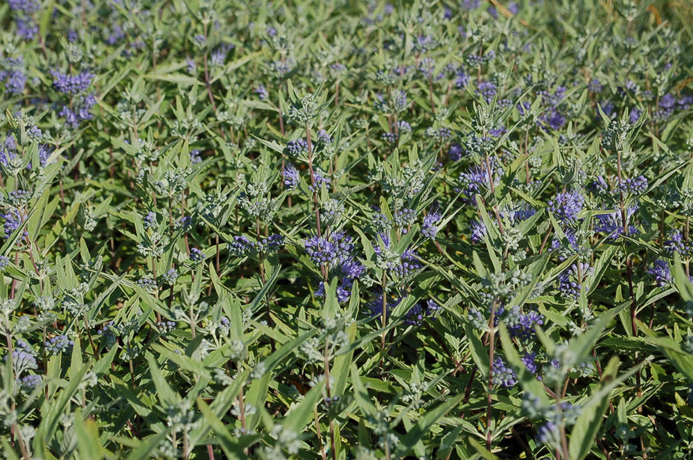 Caryopteris x clandonensis ‘Dark Knight’ (Blue Beard, Blue Mist Spirea)