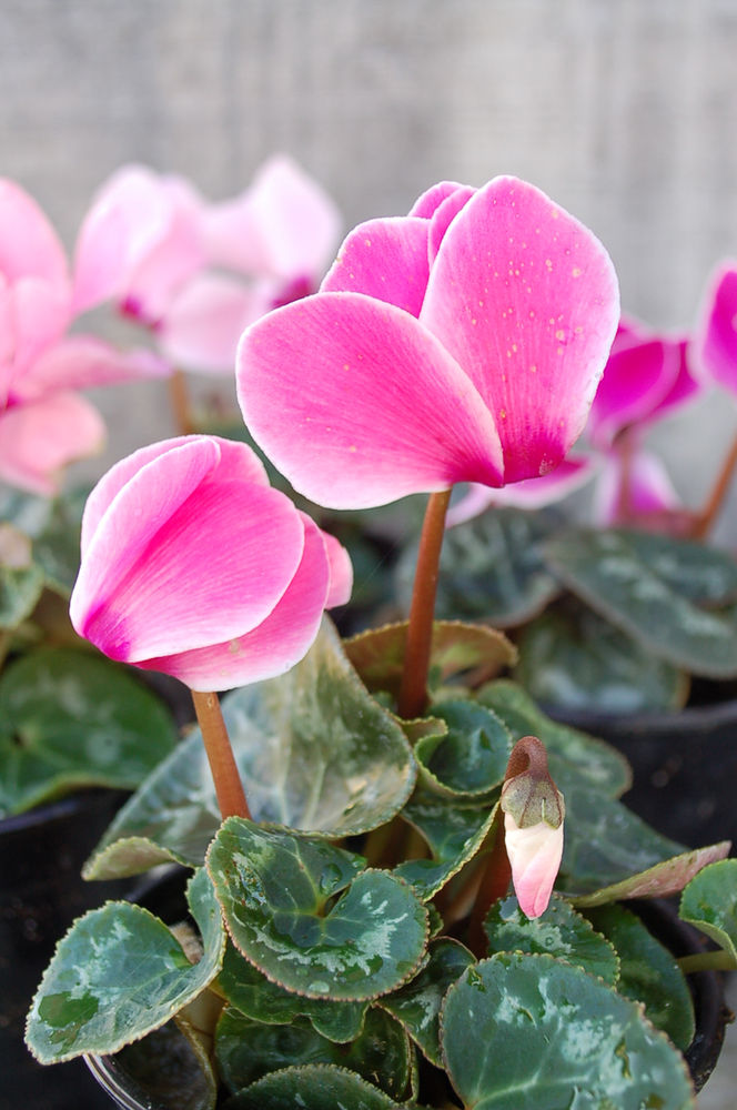 Cyclamen ‘Latinia Success Series’