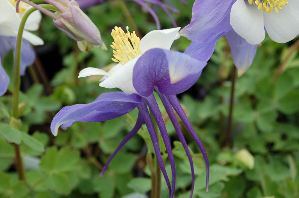 Aquilegia x hybrid ‘Swan’ Series