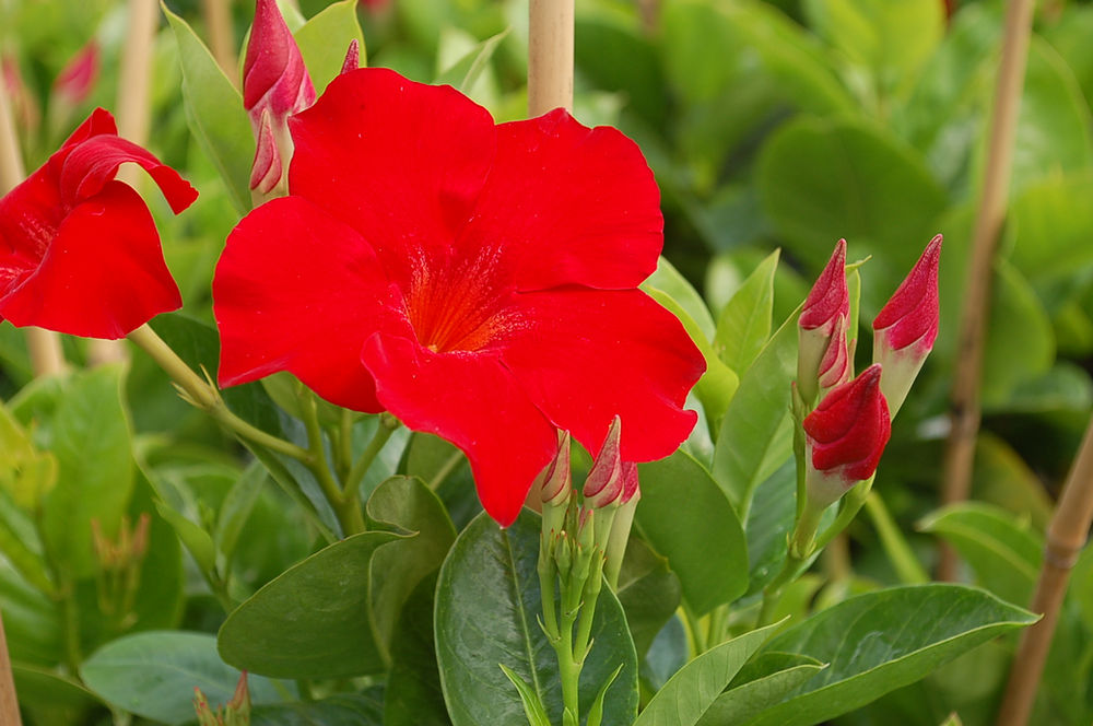 Mandevilla Tropical Breeze™ ‘Velvet Red’