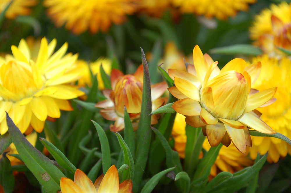 Bracteantha bractea ‘Cottage Yellow’ (Strawflower)