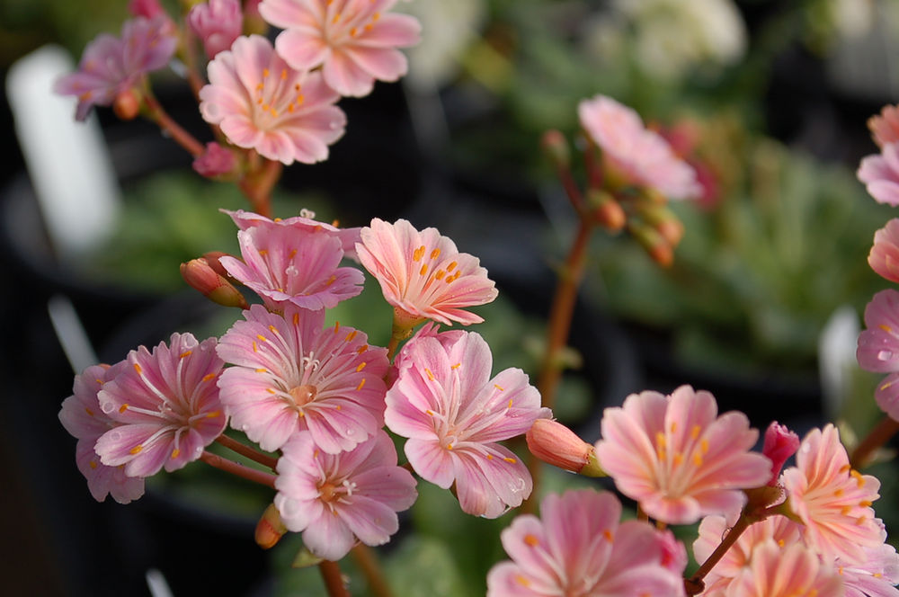 Lewisia cotyledon ‘Elise Mix’