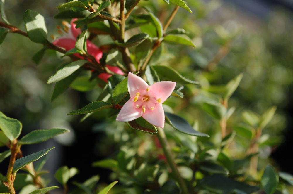 Correa (Australian Fuchsia)