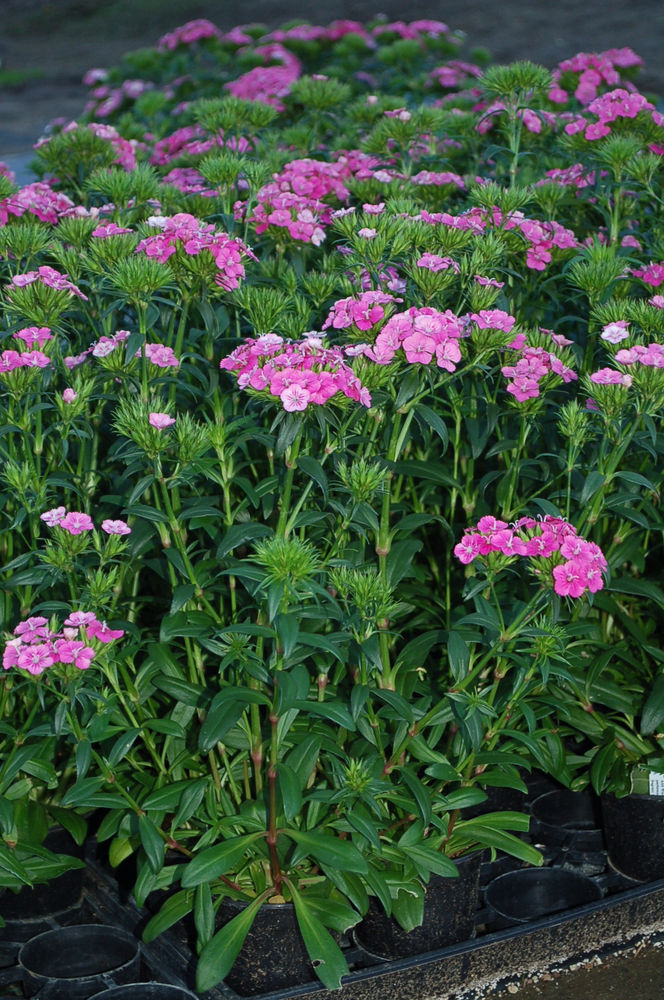 Dianthus interspecific ‘Jolt™ Pink Magic’