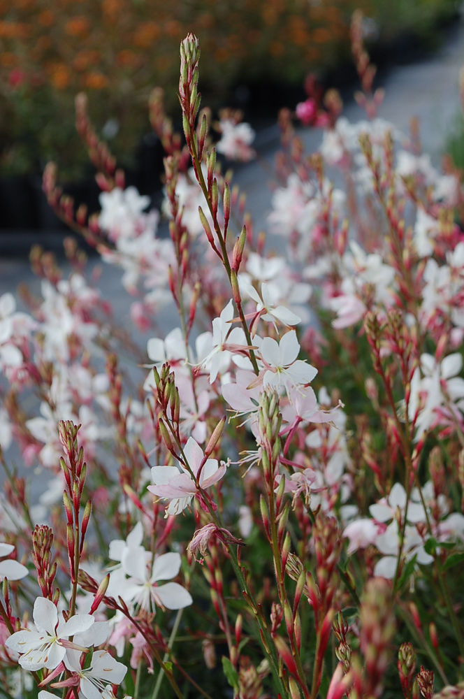 Gaura lindheimeri ‘Siskiyou Pink’, ‘Whirling Butterflies’, and ‘Sparkle ...