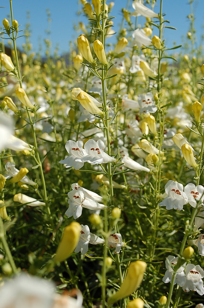 white penstemons