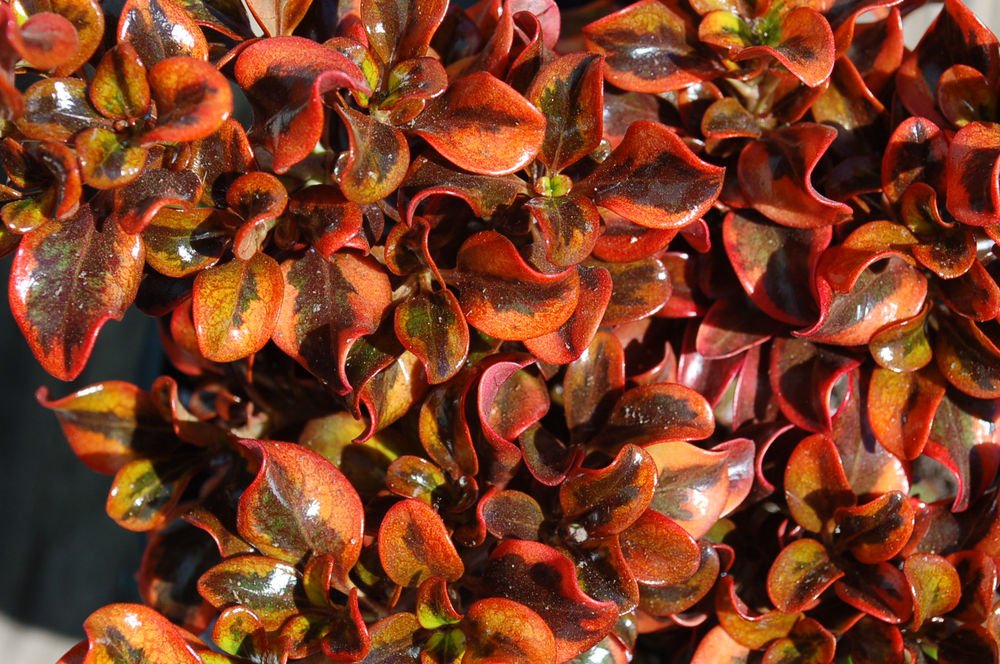 Coprosma repens