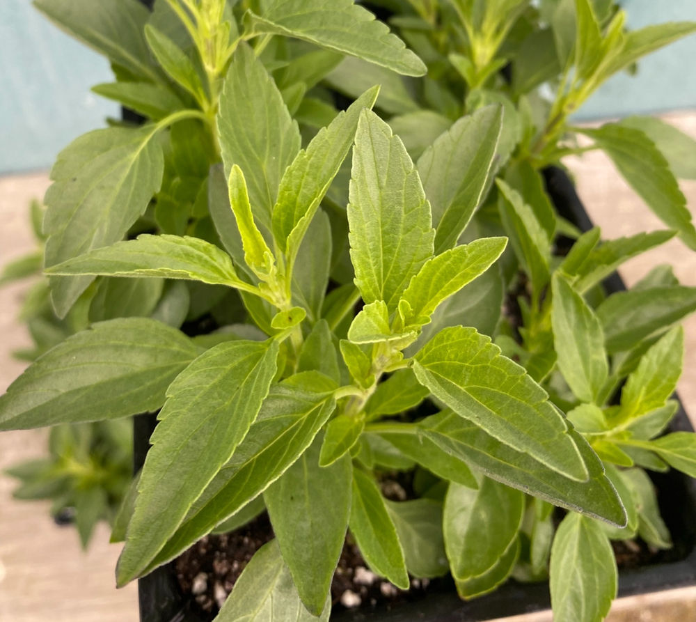 Salvia farinacea 'Rhea'