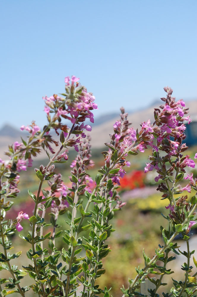 Teucrium chamaedrys ‘Germander’