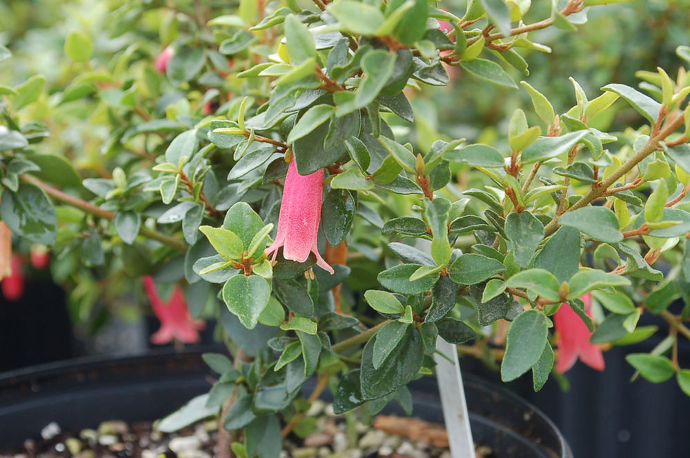 Correa (Australian Fuchsia)