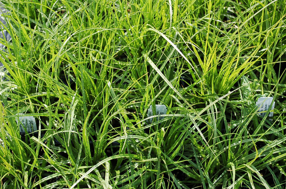 Carex praegracilis – California Field Sedge, Clustered Field Sedge