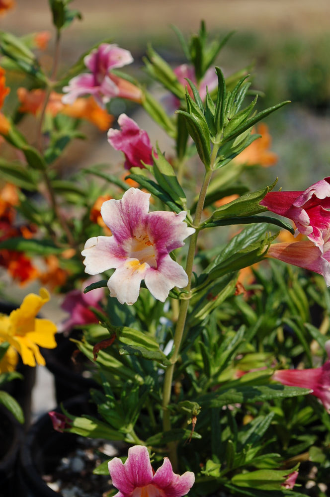 Mimulus ‘Jelly Bean’™ (Sticky Monkey Flower)