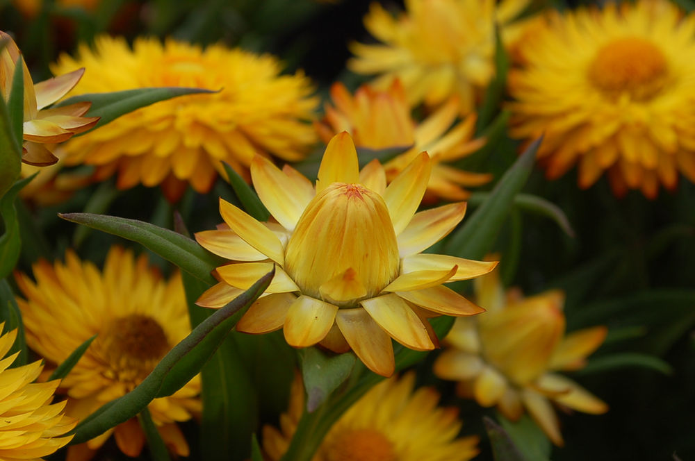 Bracteantha bractea ‘Cottage Yellow’ (Strawflower)