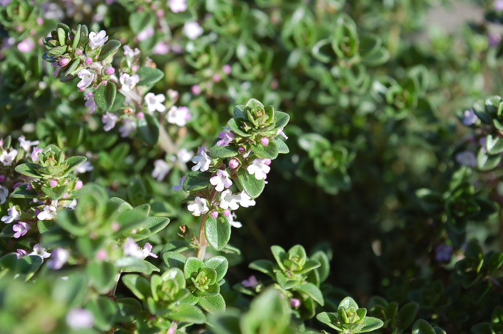 Thymus x citriodorus ‘Lemon Thyme’