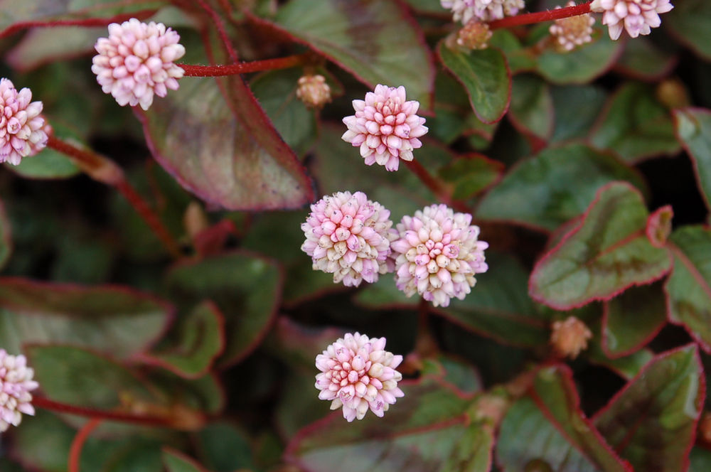 Polygonum capitatum ‘Pink Pin Heads’