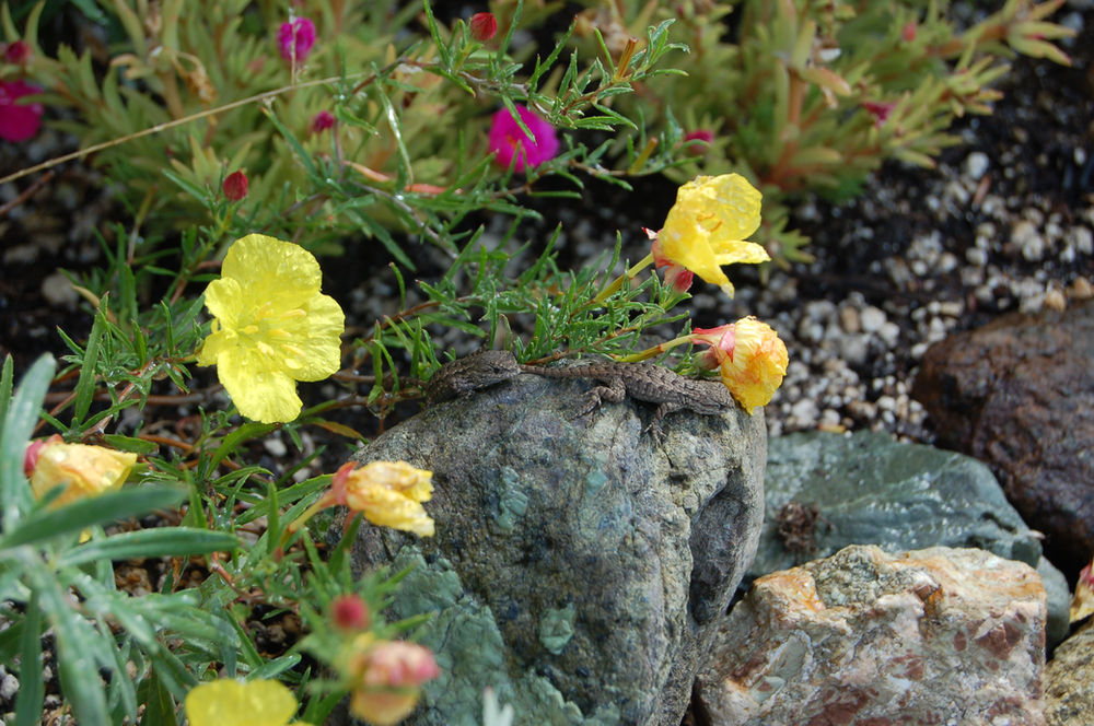 Calylophus drummondianus (Texas Primrose, Square Bud Primrose)