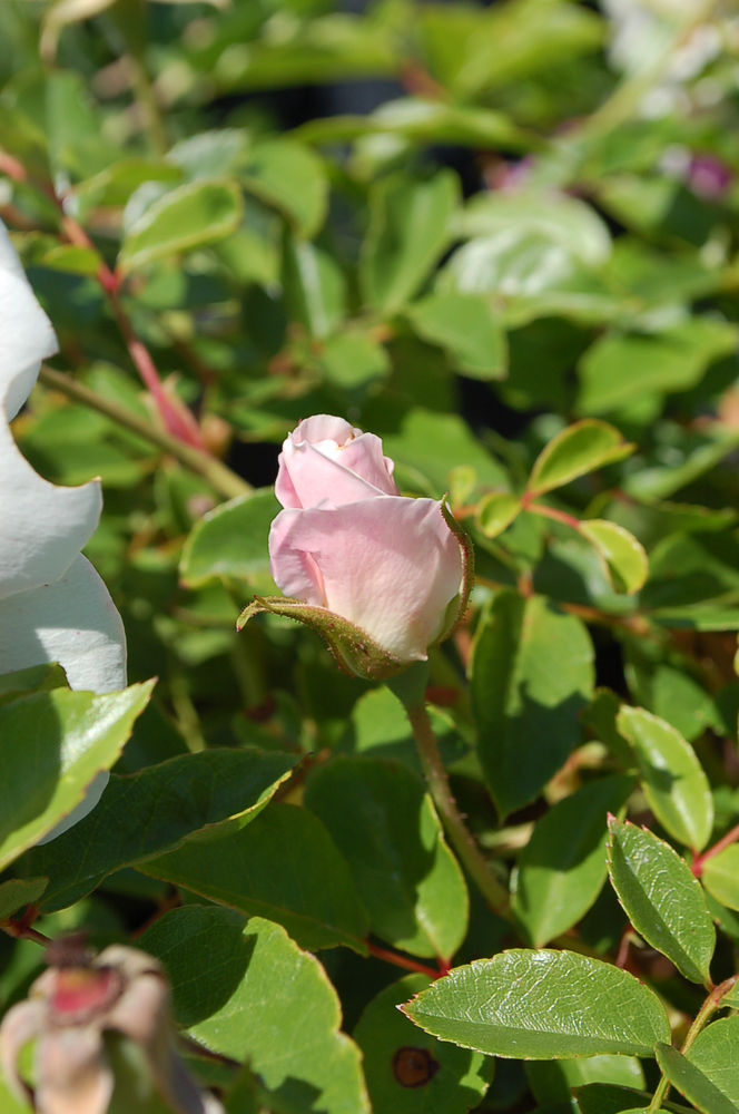 Rosa ‘Iceberg’ Shrub Rose