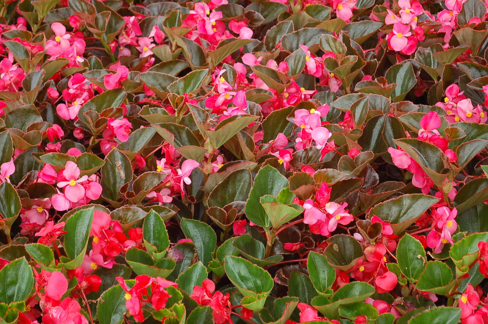 Begonia interspecific ‘Megawatt’