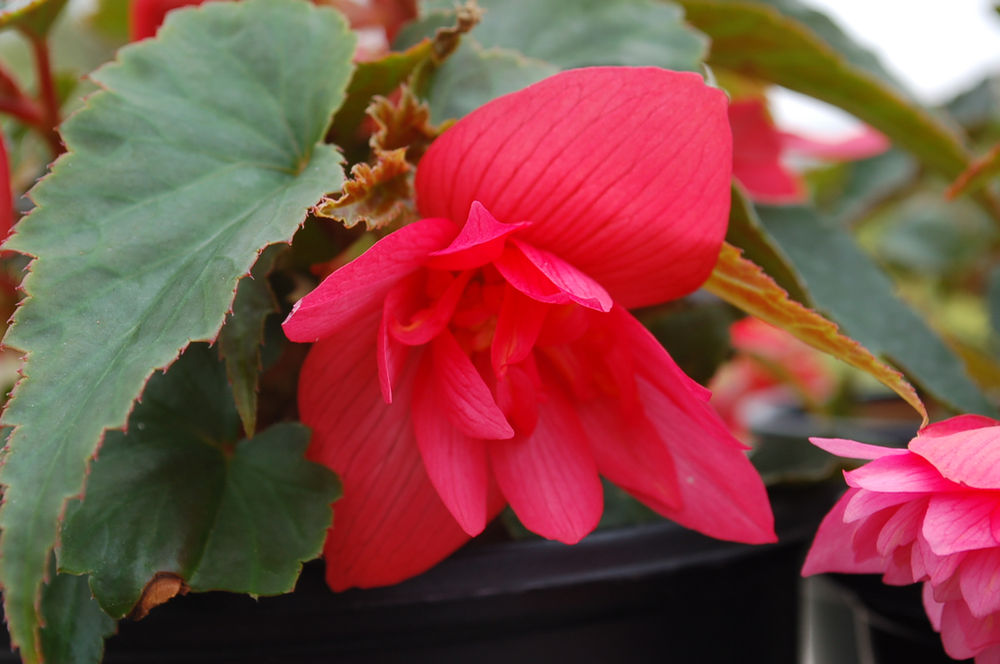 Begonia Hybrid ‘Funky Pink’
