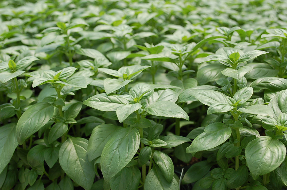 Basil Everleaf ‘Emerald Towers’ (Ocimum basilicum)