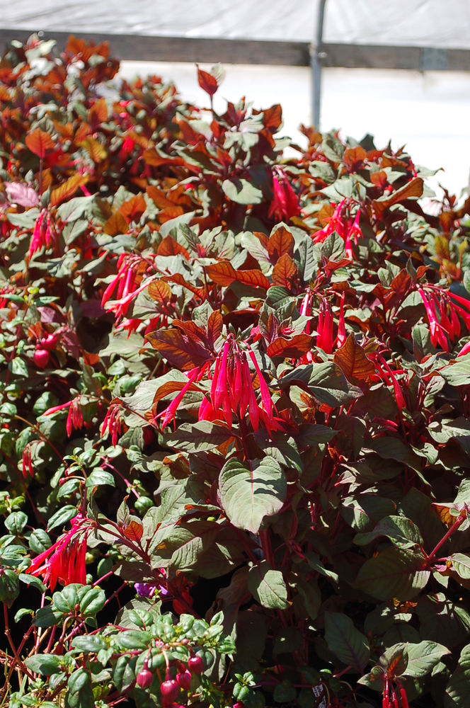 Fuchsia triphylla ‘Gartenmeister’