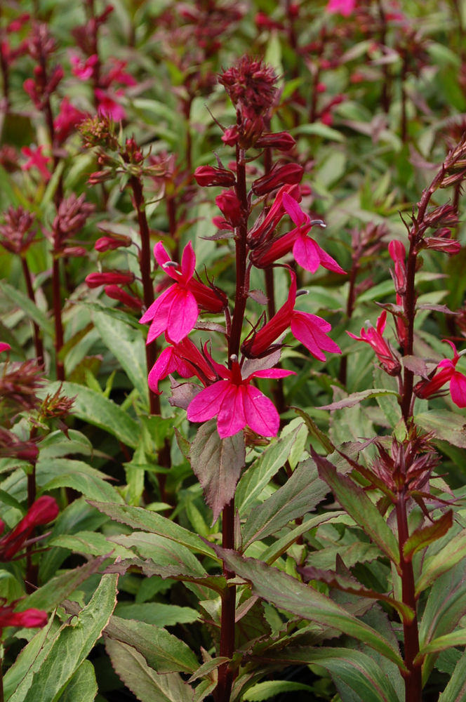 Lobelia x speciosa ‘Starship™ Deep Rose’