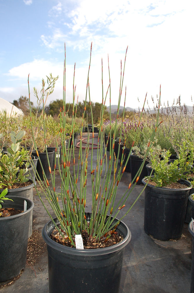 Chondropetalum elephantium ‘Large Cape Rush’