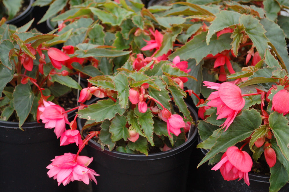 Begonia Hybrid ‘Funky Pink’