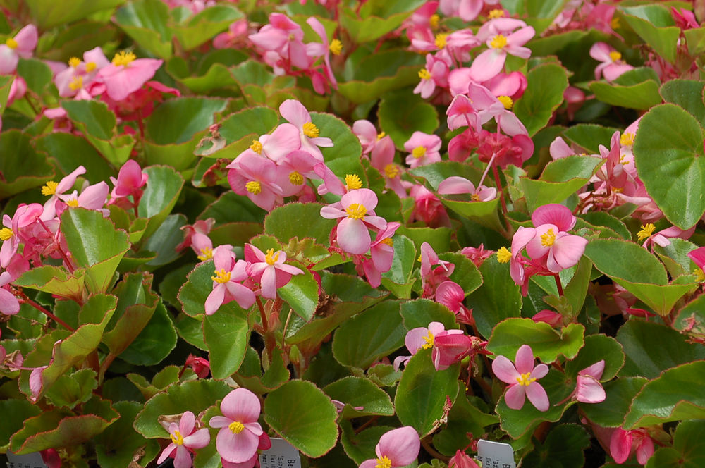Begonia x hybrida ‘BabyWing® Pink’