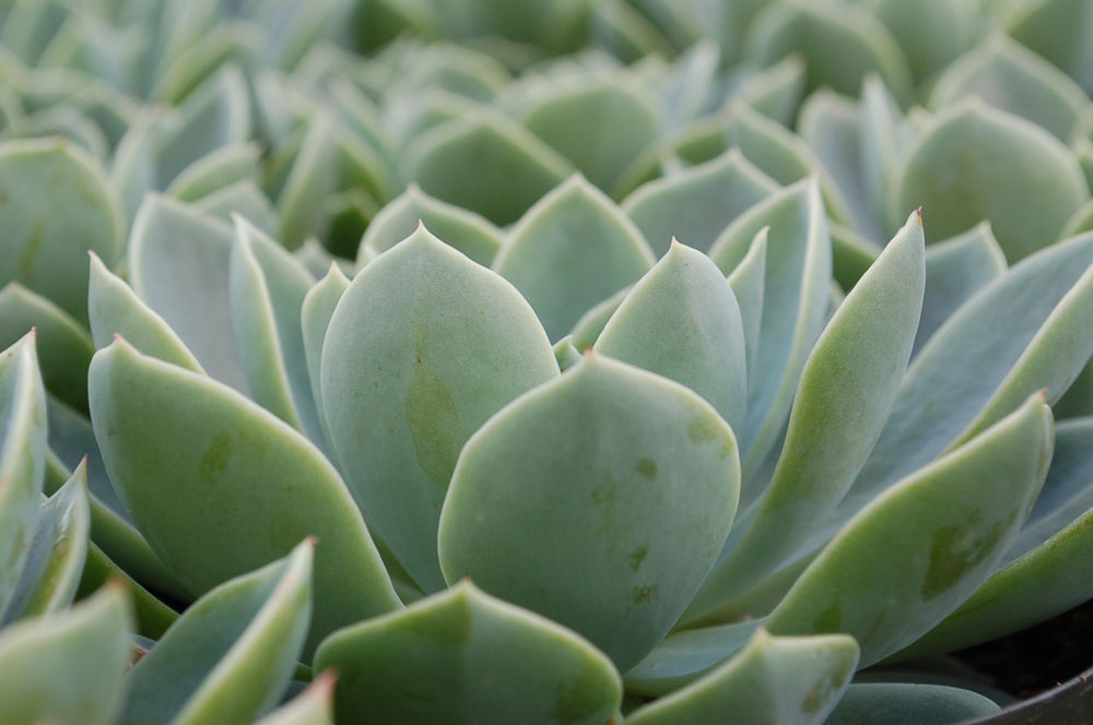 Echeveria ‘Blue Atoll’